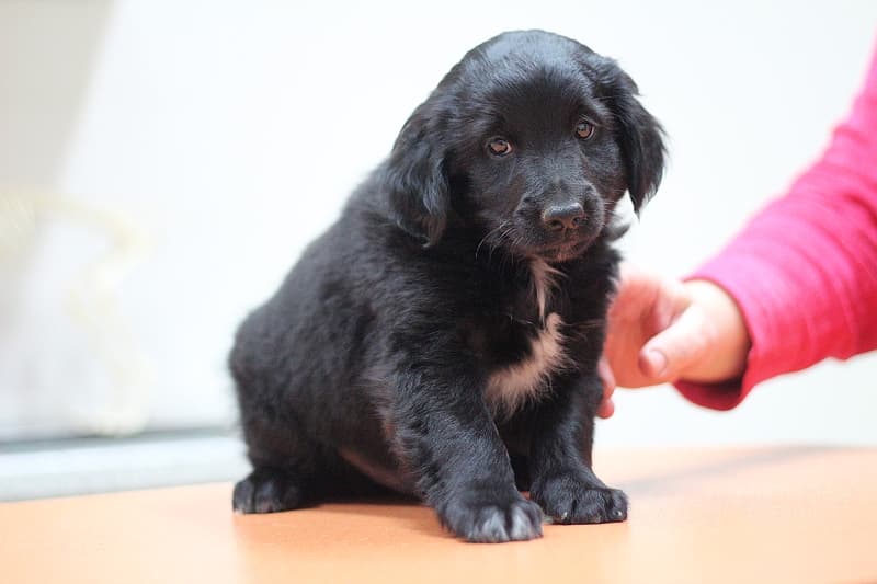 Lump 🐾 Soukromý útulek pro opuštěné a týrané psy