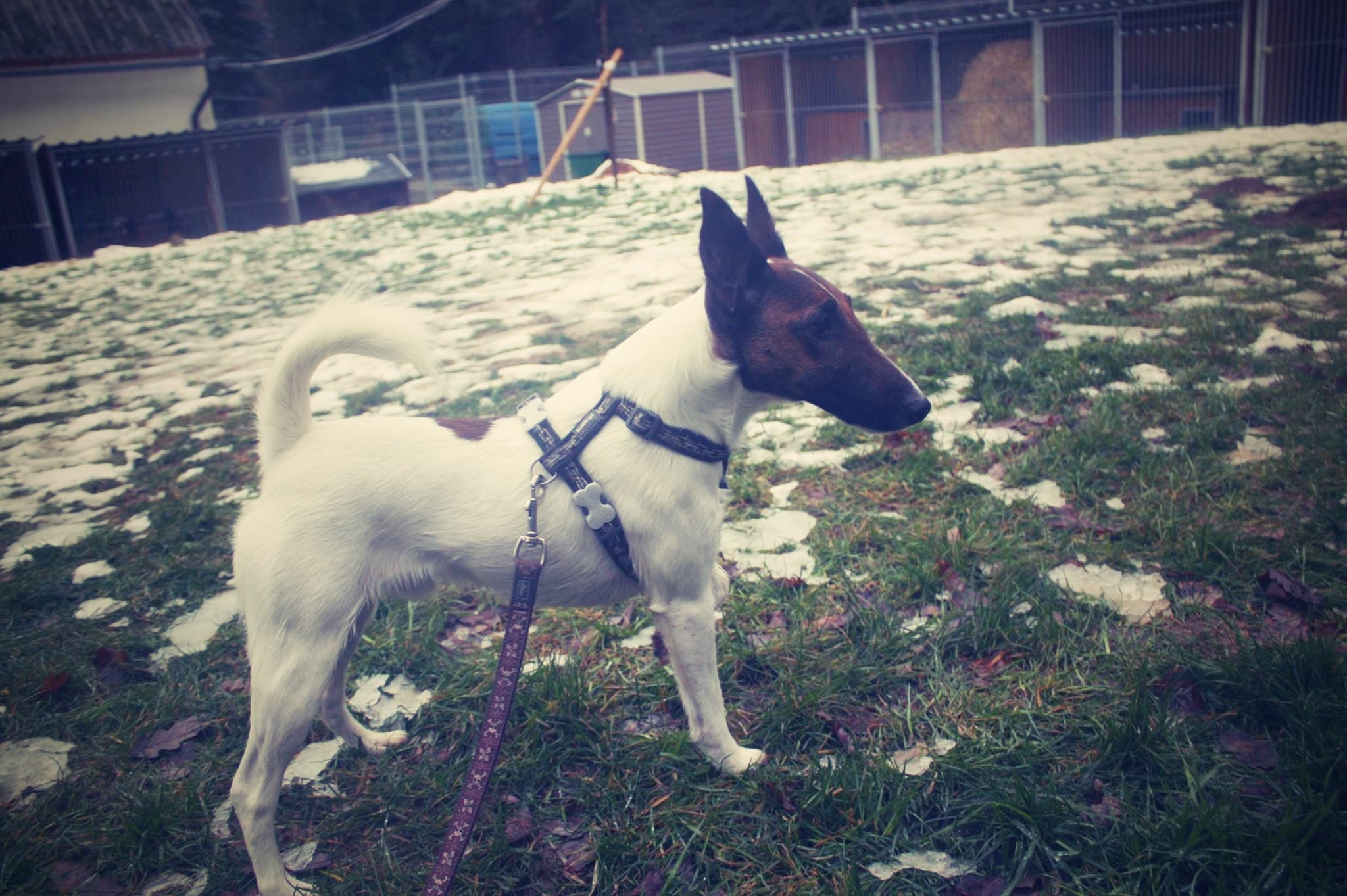 Majlo 🐾 Soukromý útulek Pro Opuštěné A Týrané Psy