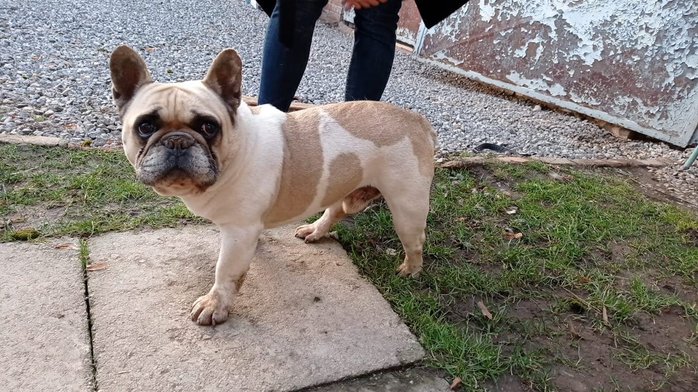 Eda 🐾 Soukromý útulek pro opuštěné a týrané psy