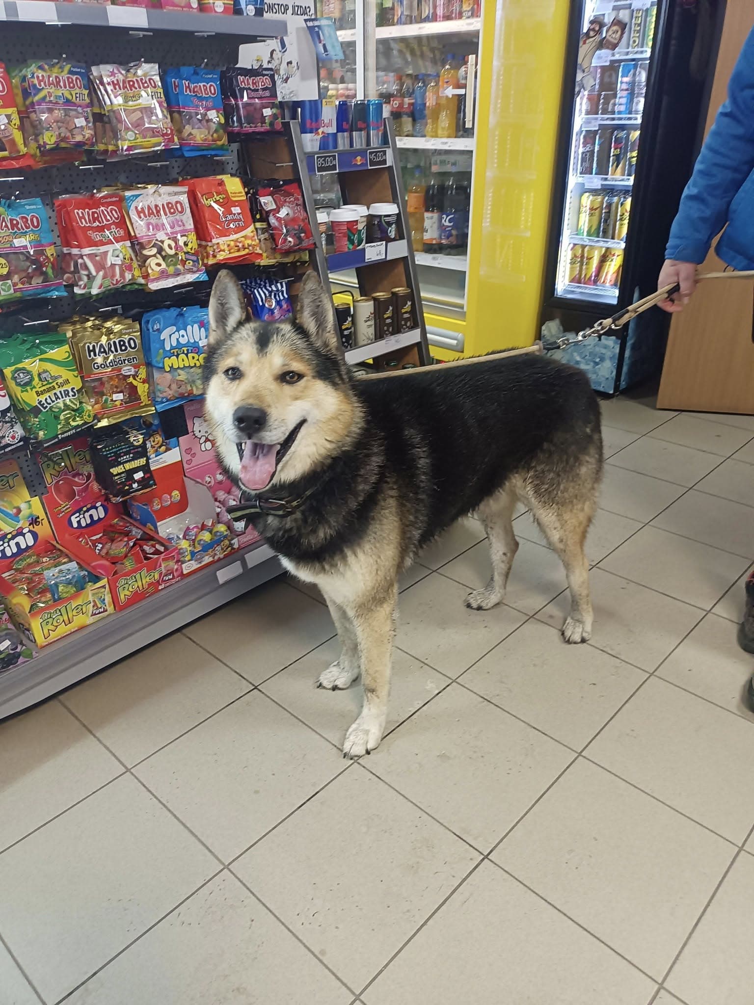 Aurix 🐾 Soukromý útulek pro opuštěné a týrané psy