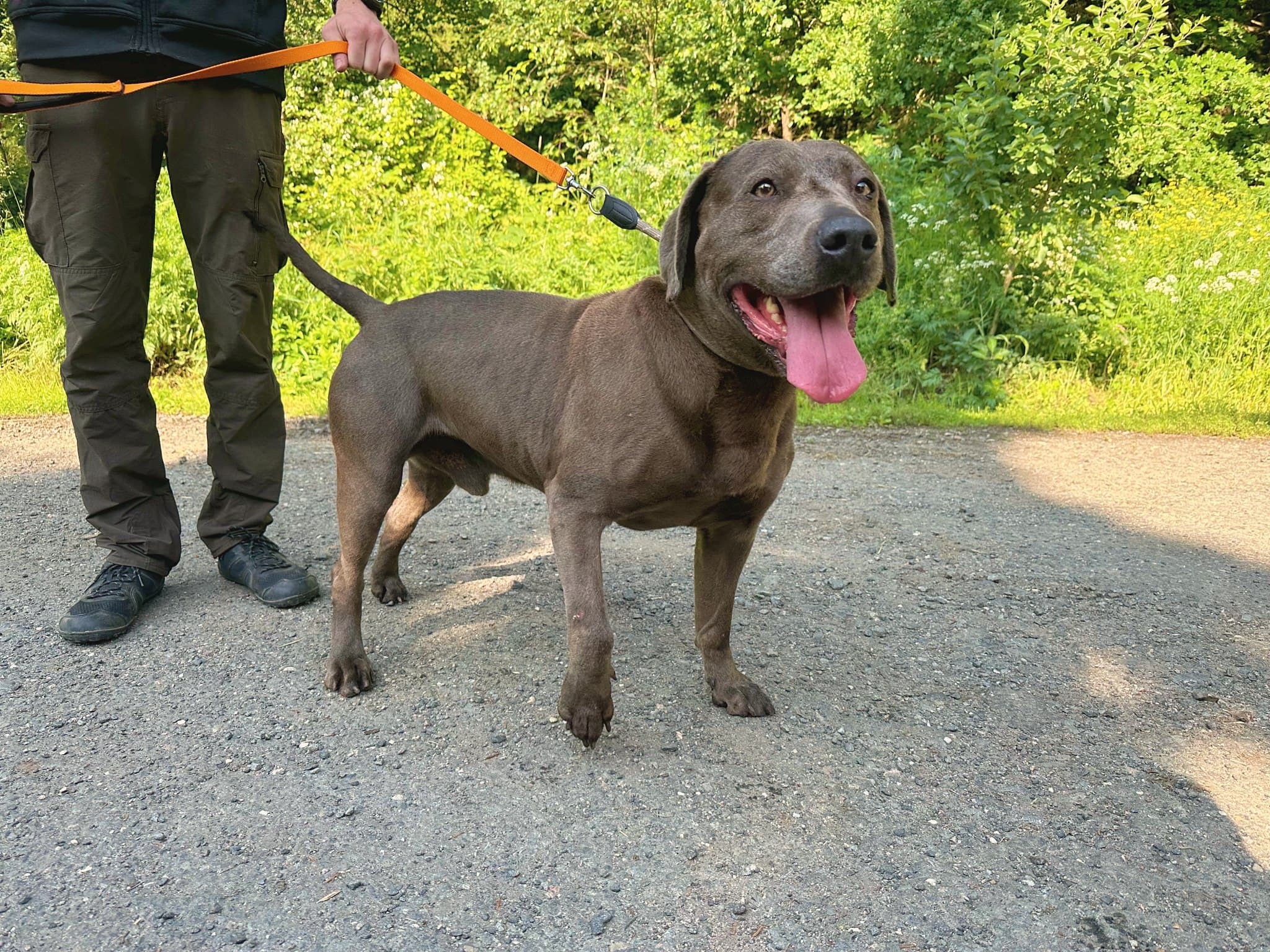 Earl 🐾 Soukromý útulek pro opuštěné a týrané psy