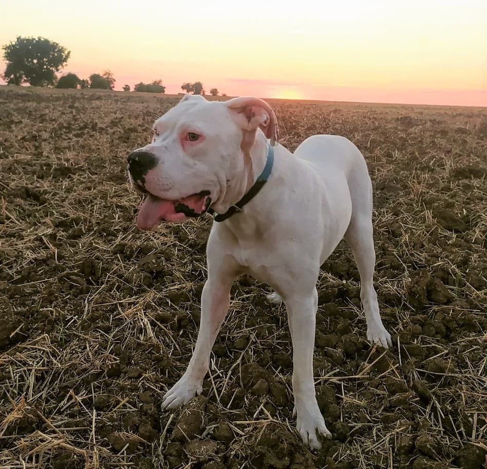 Mikro von Dogo Argentino (Dobby) 🐾 Soukromý útulek pro opuštěné a ...
